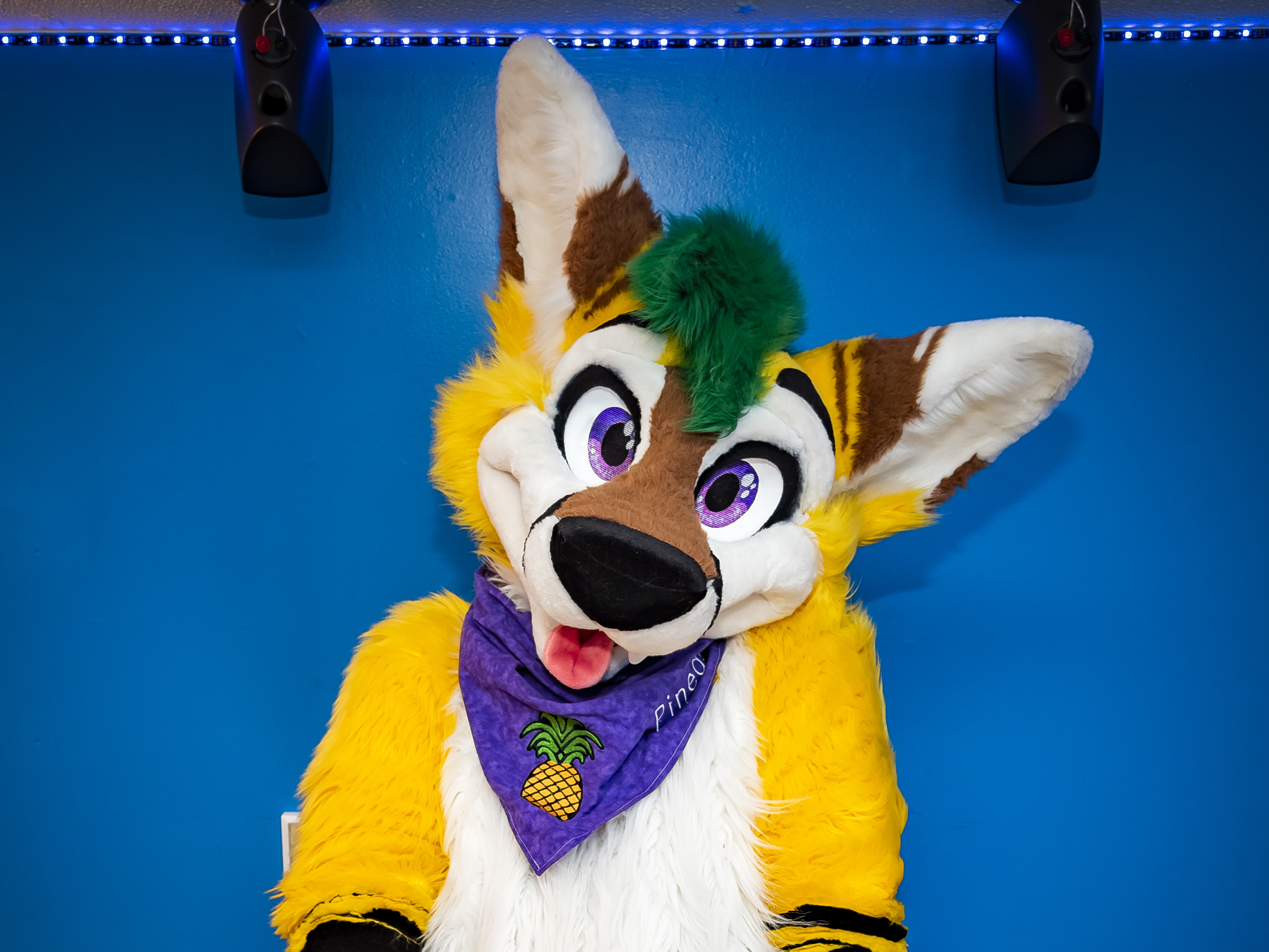 Cameo - Pineapple Fox